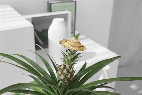 파인애플 나무 토분세트 감도 깊은 취향 셀렉트샵 29cm