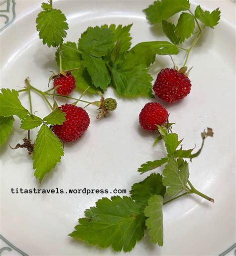 Sapinit Berry Licious Tita S Travels