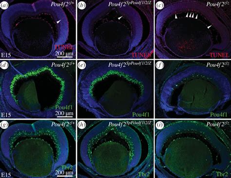 Normal Rgc Differentiation Programme In Pou4f2 Sppou4f12z Retinas