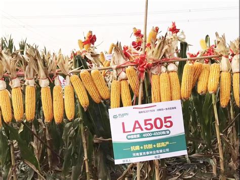 兆丰505玉米品种简介 中元5玉米品种简介 中科玉5玉米种简介 大山谷图库