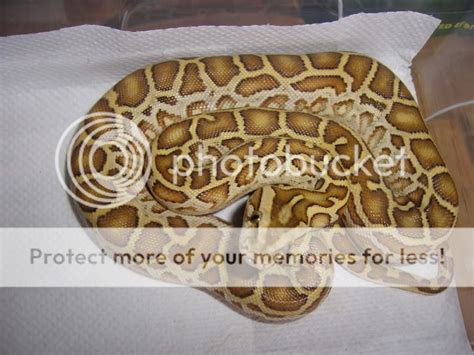 My New Hypo Burmese Python Reptile Forums