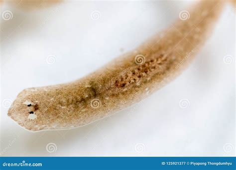 Planarian Parasite Flatworm Under Microscope View Stock Image Image