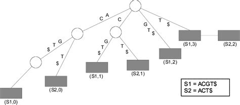Suffix Tree Built For Two Dna Sequences S1 Acgt And S2 Act Download Scientific Diagram