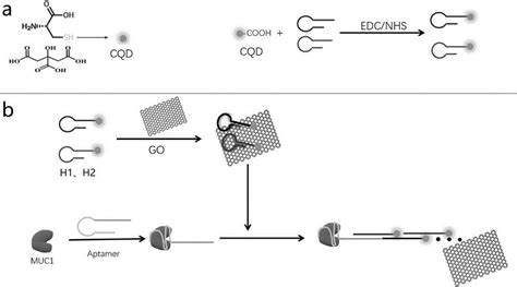 基于链式杂交反应及荧光碳量子点的痕量muc1荧光检测方法与流程