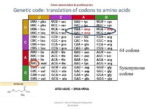 Gene Finding And Sequence Annotation Lecture 3 Gene