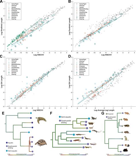 relative limb and torso lengths in tetrapods a g limb reduction and
