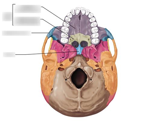 Facial Bones Diagram Quizlet