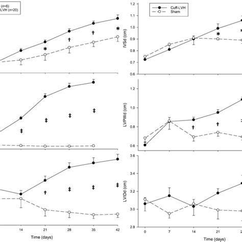 Echocardiography Derived Serial Left Ventricular Volumes And Ejection Download Scientific