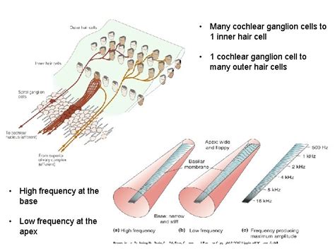 Many Cochlear Ganglion Cells To 1 Inner Hair