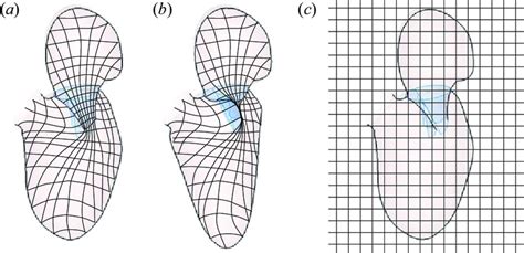 Sketch Of Possible Spatial Discretizations For A Left Atrium Mitral Download Scientific Diagram