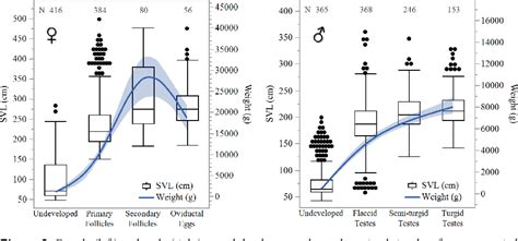 Figure 1 From Size Distribution And Reproductive Phenology Of The Invasive Burmese Python