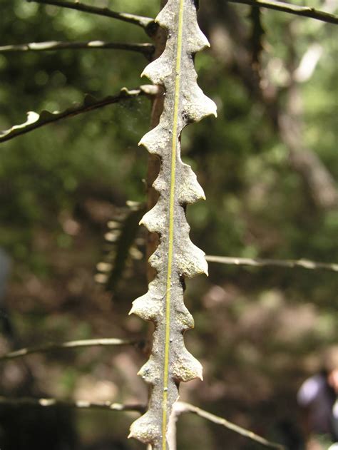 Pseudopanax O2 Landscapes