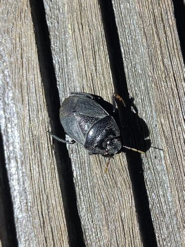 Adrisa Rawlinsi · Inaturalist