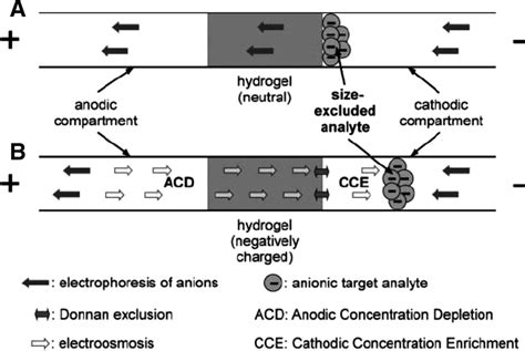 Electrokinetic Concentration Enrichment Of Negativelycharged Analyte At Download Scientific