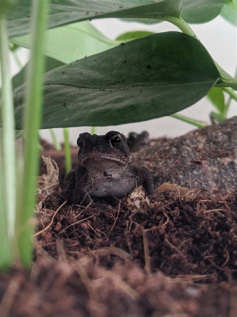 Smol Boi Scrolller