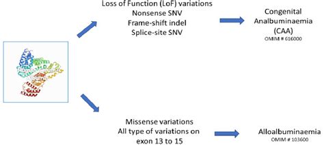 Figure 1 From Variations In The Human Serum Albumin Gene Molecular And Functional Aspects