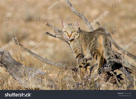 Pack Hunting Cats At Sammy Parra Blog