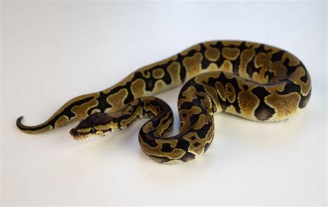 Enchi Ball Python Morph Info Pictures Appearance Care Guide PangoVet