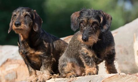 Wirehaired Dachshund Temperament Colors Price