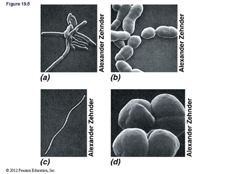 19 1 Phylogenetic And Metabolic Diversity Of Archaea