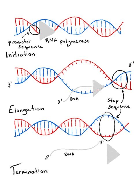 Transcription Of Dna Stages Processing Teachmephysiology
