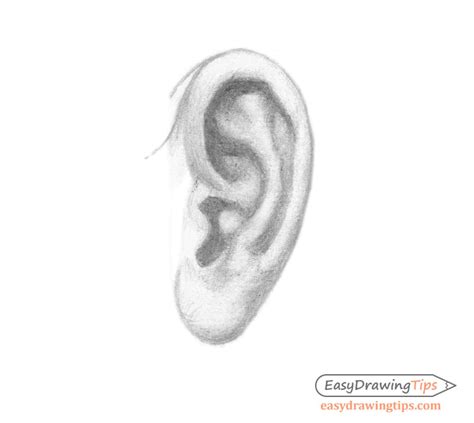 How To Draw Ears From The Front Easy From Here We Can Locate The Positions Of The Facial
