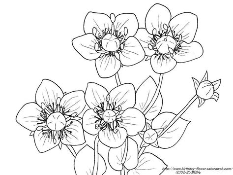 11月18日の誕生花のウメバチソウの下絵ー誕生花の塗り絵
