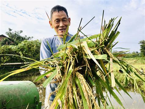 四川隆昌稻虾田里晚稻靓 生态大米迎丰收 地方要闻 人民论坛网