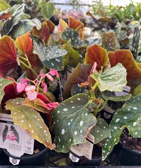 Polka Dot Begonia Plants For Spaces