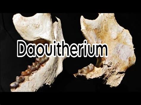 Daouitherium Under 1 Minute Youtube