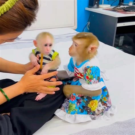 Monkey Kaka Was Sad When Saw Diem Refusing To Drink Orange Juice