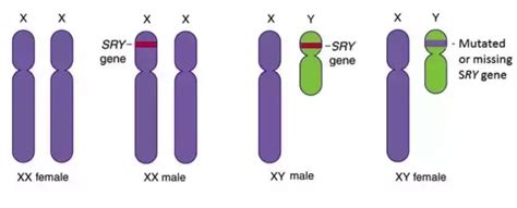 Crossdreamers Y Does Not Necessarily Equal M On What Intersex People Can Tell Us About Gender