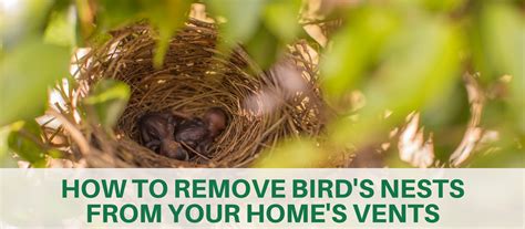How To Remove Bird S Nests From Your Home S Vents Dryer Ducks