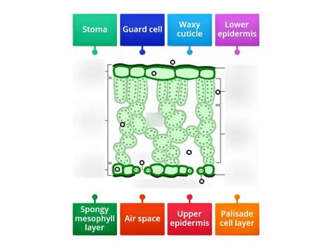 Year 9 Leaf Tissues Labelling Diagrama Con Etiquetas