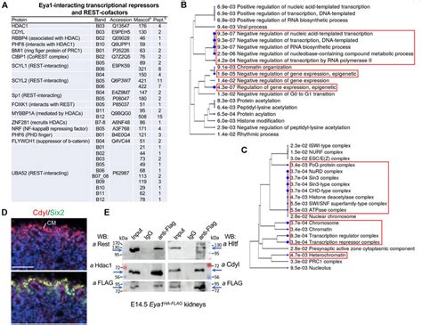 identification of rest interacting proteins in eya1 immunoprecipitates