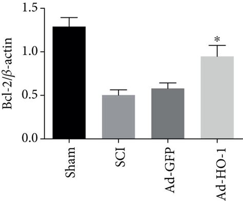 Analysis Of Neuronal Apoptosis A B The Neuronal Apoptosis Was
