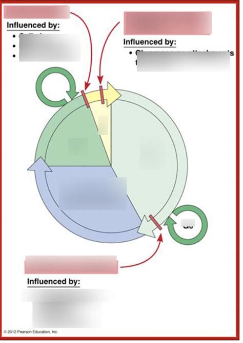Cell Cycle Diagram Diagram Quizlet