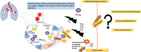 Frontiers Bcg Against Sars Cov 2 Second Youth Of An Old Age Vaccine