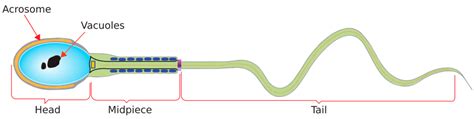 Sperm Abnormality Detection Using Sequential Deep Neural Network