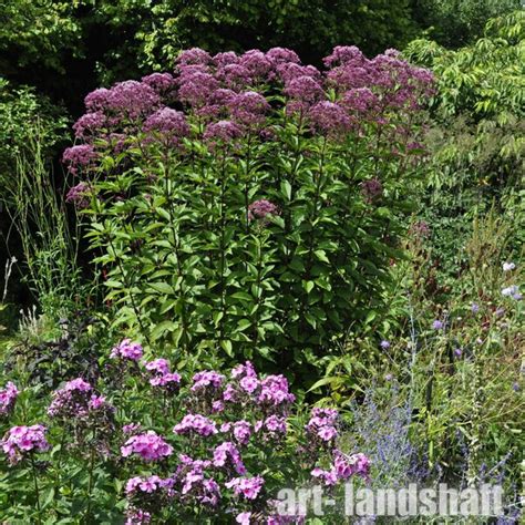 Посконник пятнистый Autropurpureum Атропурпуреум купить в