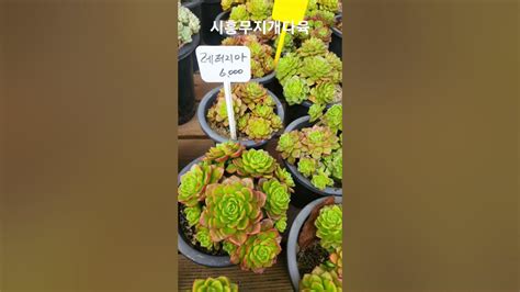 시흥무지개다육예쁜군생레드베리축전홍등모건뷰티010 6206 3049 Youtube