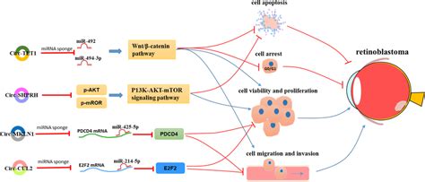 Downregulated Circular Rnas That Function As Tumor Suppressors In Download Scientific Diagram