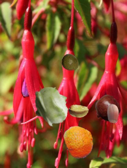 Fruitsclassification Classification Dataset And Pre Trained Model By Satya Nekkanti