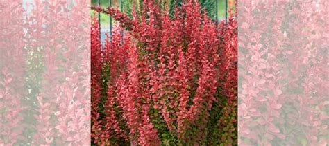 Барбарис оранж рокет купить в Курске | Товары для дома и дачи | Авито