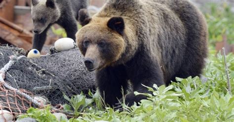얼굴 절반 피부 떨어져나가… 日 80대 여성 곰 습격 피해