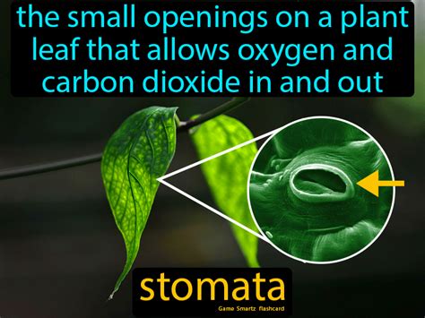 Stomata Leaf