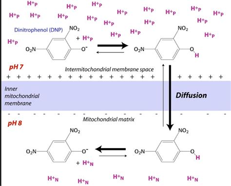 Solved Normally The Flow Of Electrons To O2 Is Tightly Linked To The Production Of Atp Via The