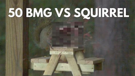 50bmg Vs Squirrel The Battlefront