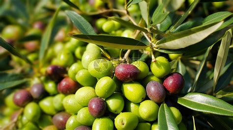 橄榄树高清图片下载 正版图片600144791 摄图网