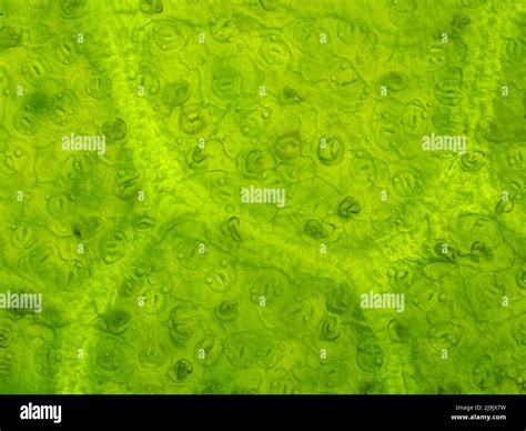 Stomata Microscope